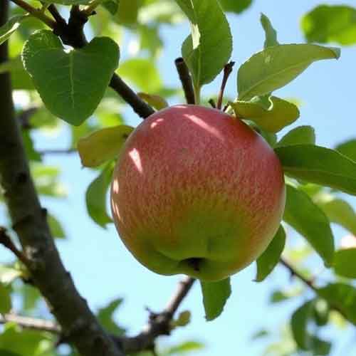Braeburn Apfelbaum pflanzen | Eine Pflanze.de