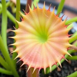 Dionaea muscipula (Venusfliegenfalle) | 🍀Eine Pflanze.de